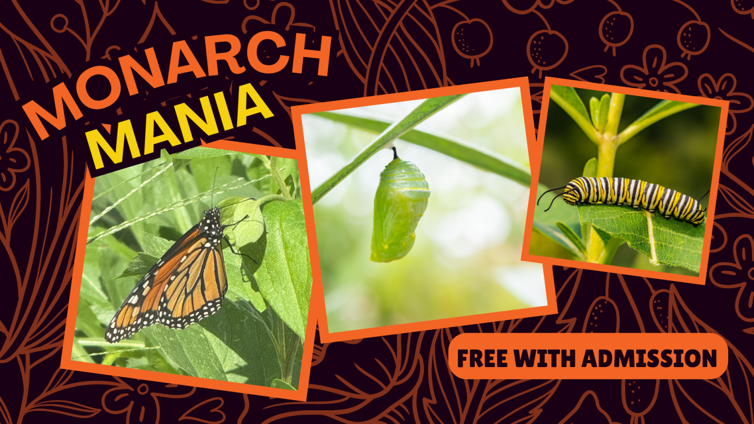 Courtyard Adventure: Monarch Mania - The Lancaster Science Factory